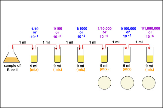 BIOL 230 Lecture Guide - Dilutions